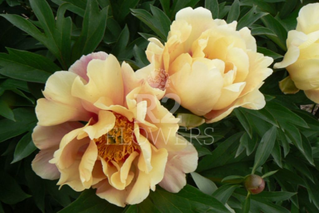 Paeonia-Pioen Sonoma Sun | R2 Flowers - aanbod