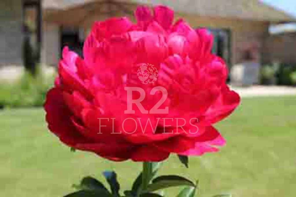 Paeonia-Pioen King's Ransom | R2 Flowers - aanbod